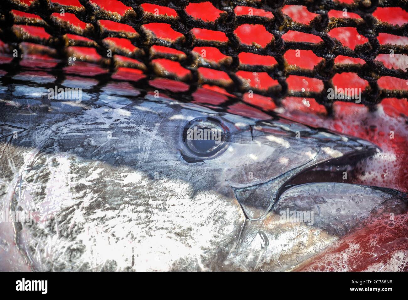 Pez muerte hi-res stock photography and images - Alamy