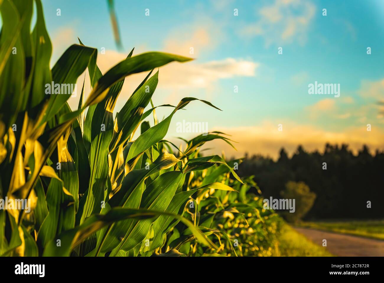 Corn field in sunset. Maize agriculture theme Stock Photo - Alamy