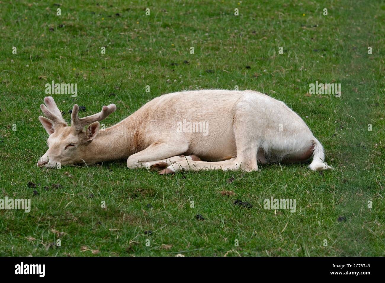 White fallow deer uk hi-res stock photography and images - Alamy