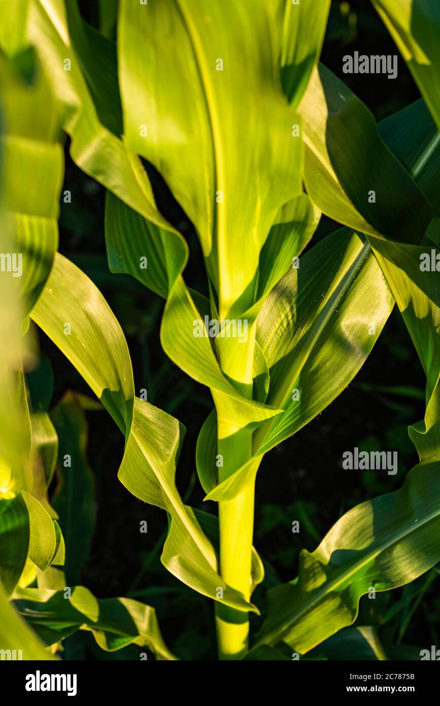 Corn field in sunset. Maize closeup, agriculture theme Stock Photo - Alamy