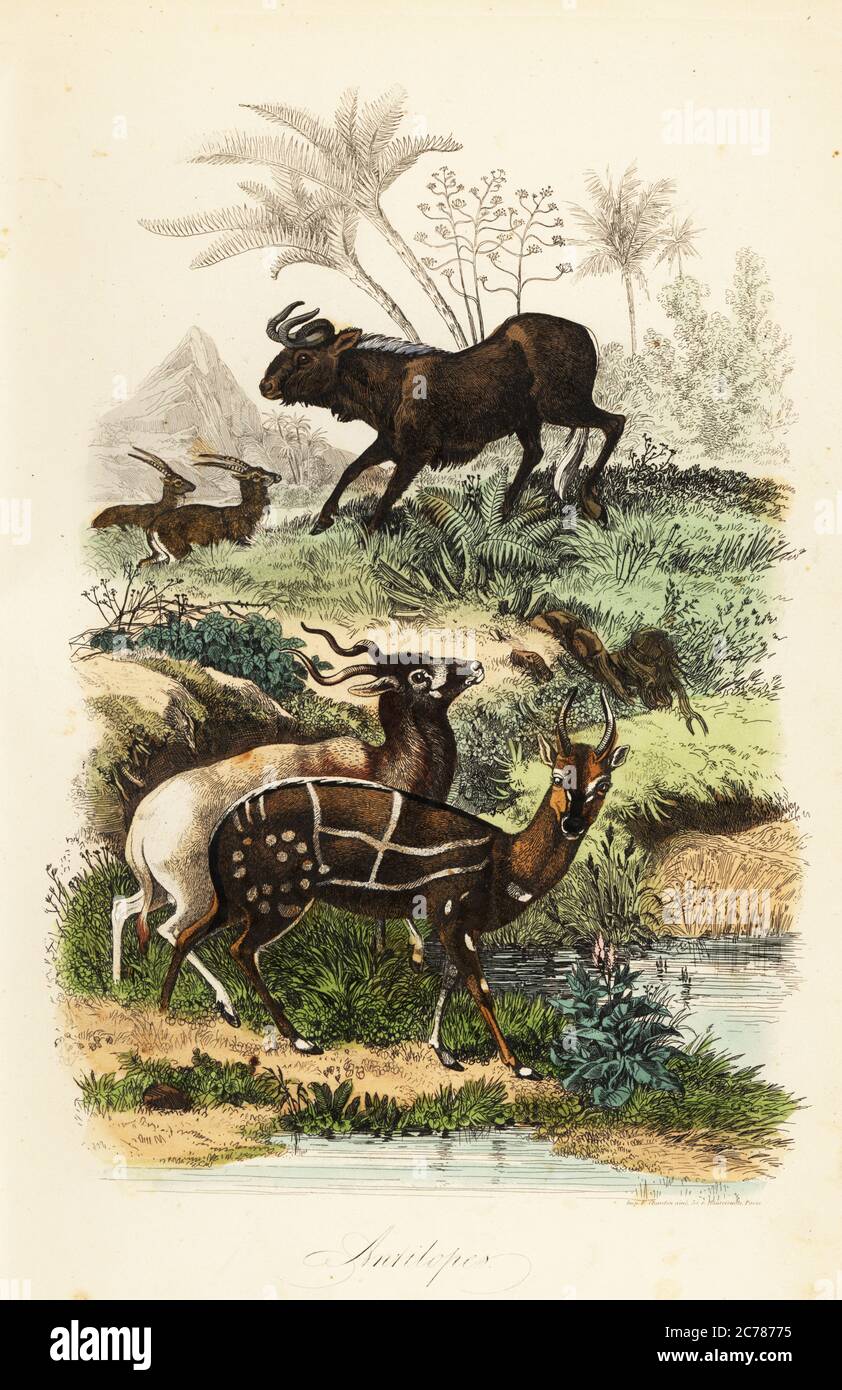 Black wildebeest, Connochaetes gnou, critically endangered addax or ...