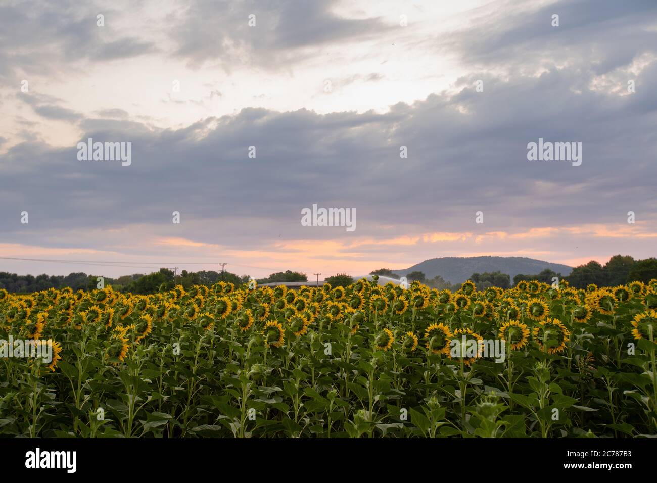 Sunflower frame vector flower hi-res stock photography and images - Alamy