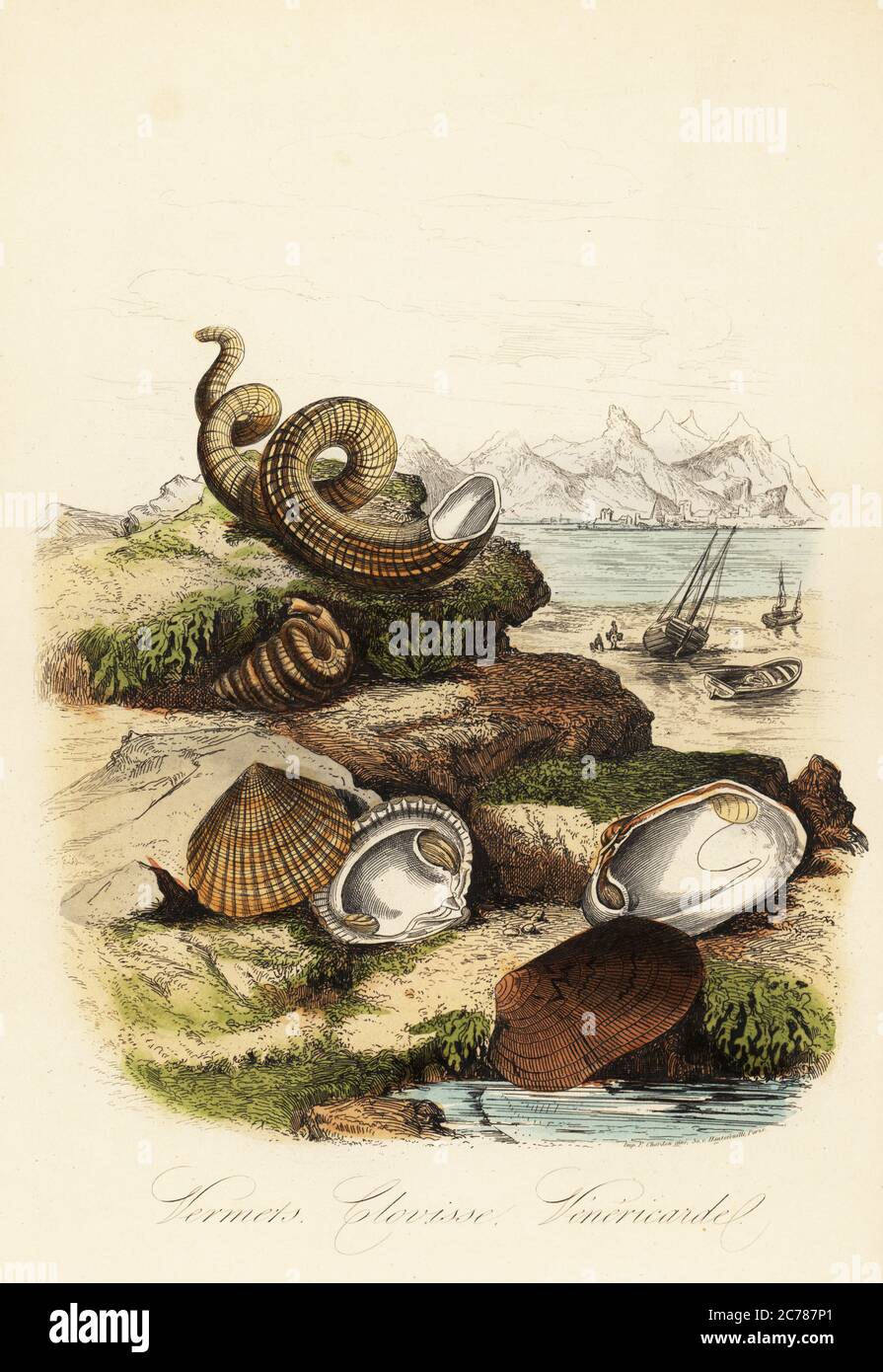 Vermetidae family hi-res stock photography and images - Alamy