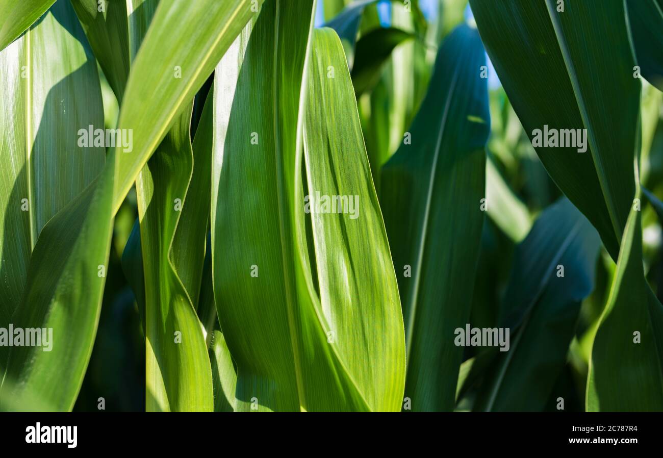 Corn field in sunset. Maize closeup, agriculture theme Stock Photo - Alamy