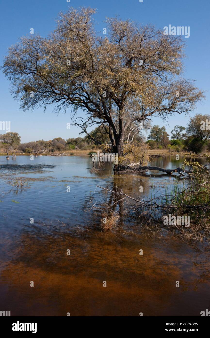 Wetland Habitat in the Khwai River area of northern Botswana, Africa ...