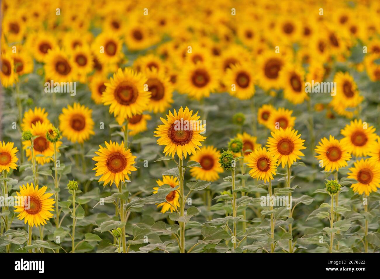 Sunflower frame vector flower hi-res stock photography and images - Alamy