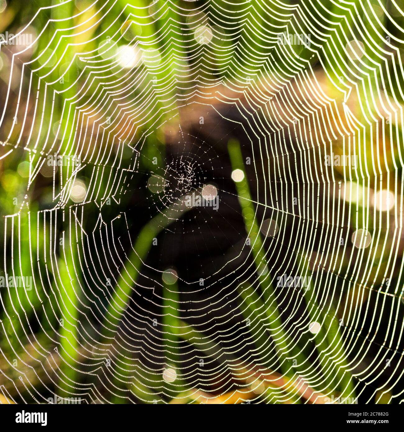 Spider network hi-res stock photography and images - Alamy