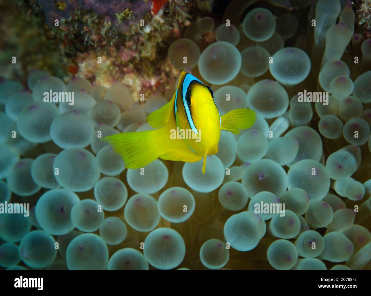 Clark's anemonefish or yellowtail clownfish, amphiprion clarkii, in ...
