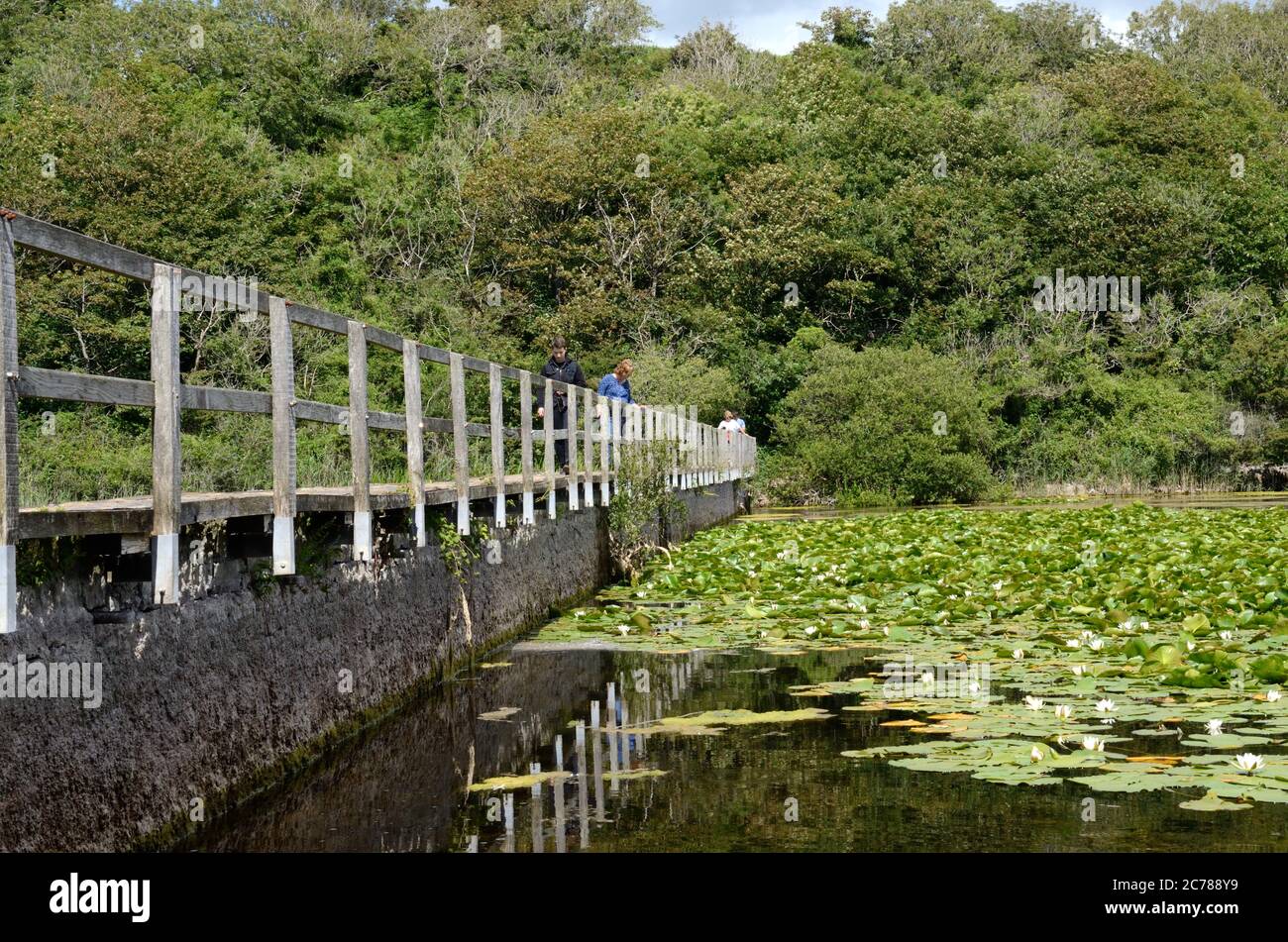 Footbridge crossing Bosherston Lily Ponds Pembrokeshire Coast National ...