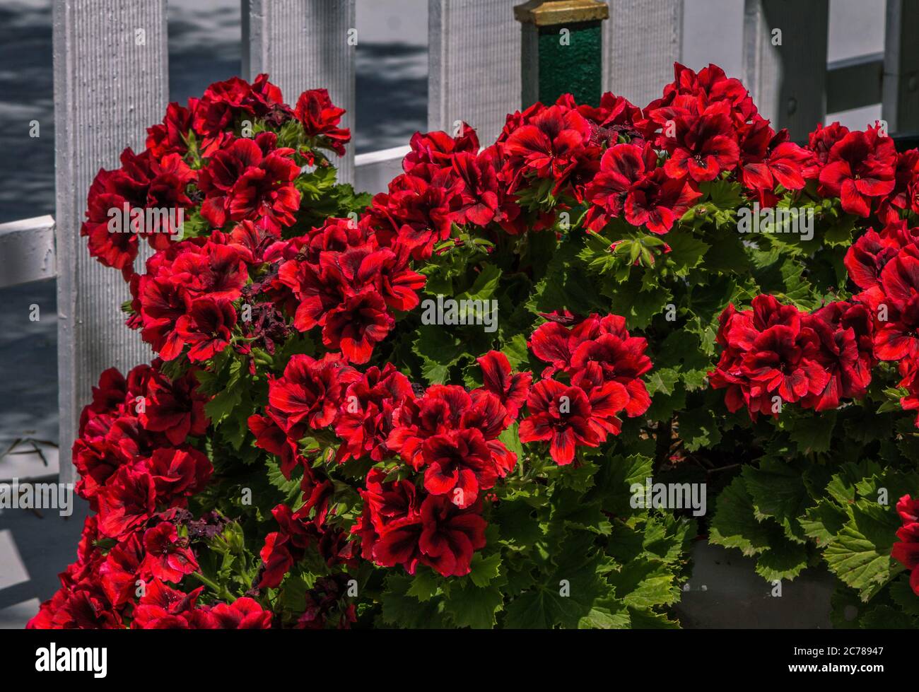 Beautiful blooming pelargonium with bright red flowers, growing in a ...