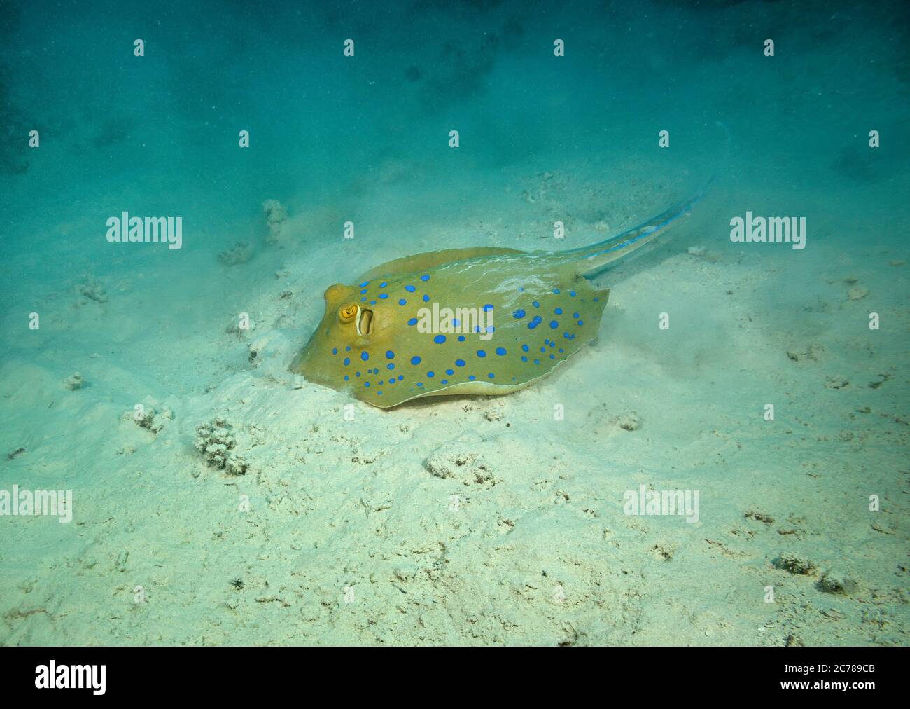 Blue-spotted or Bluespotted Ribbontail Ray, Taeniura lymma, digging in ...