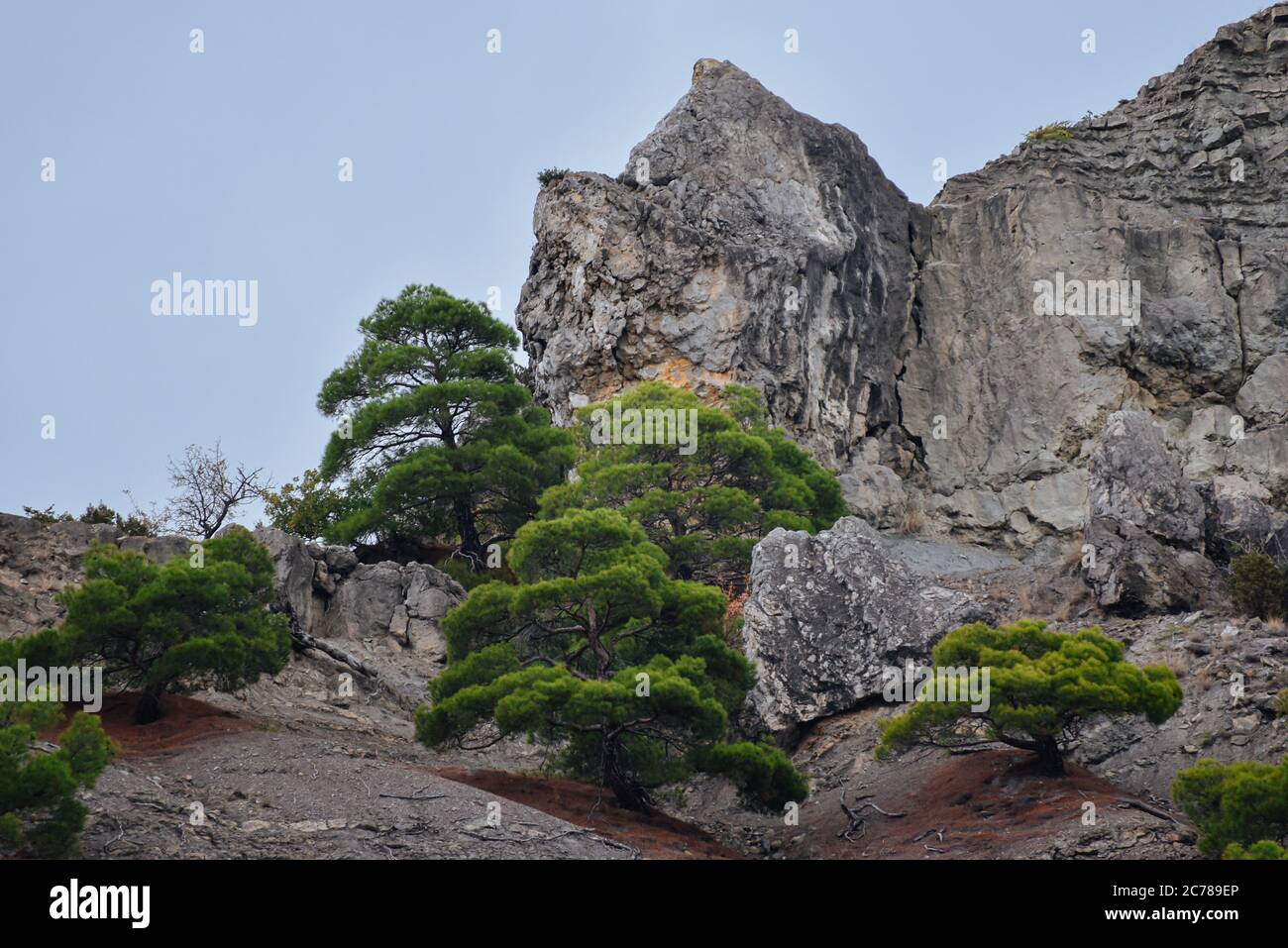 Small trees grow on mountain cliffs against a sky. Colorful landscape ...