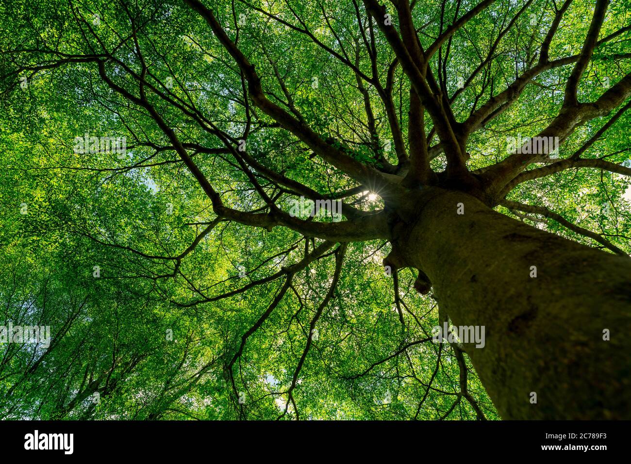 Bottom view of tree trunk to green leaves of big tree in tropical ...