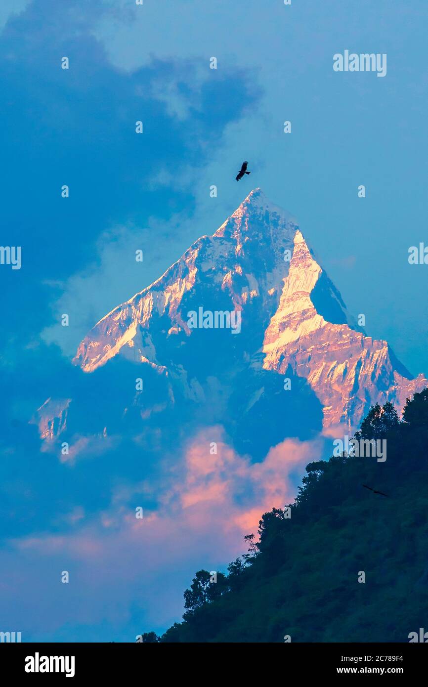 Close up of Machapuchare (Fish Tail) mountains as seen at sunrise from ...