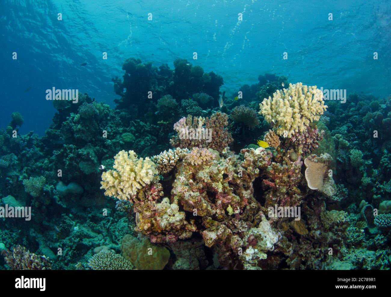 Coral Reef, Hamata, Red Sea, Egypt Stock Photo - Alamy