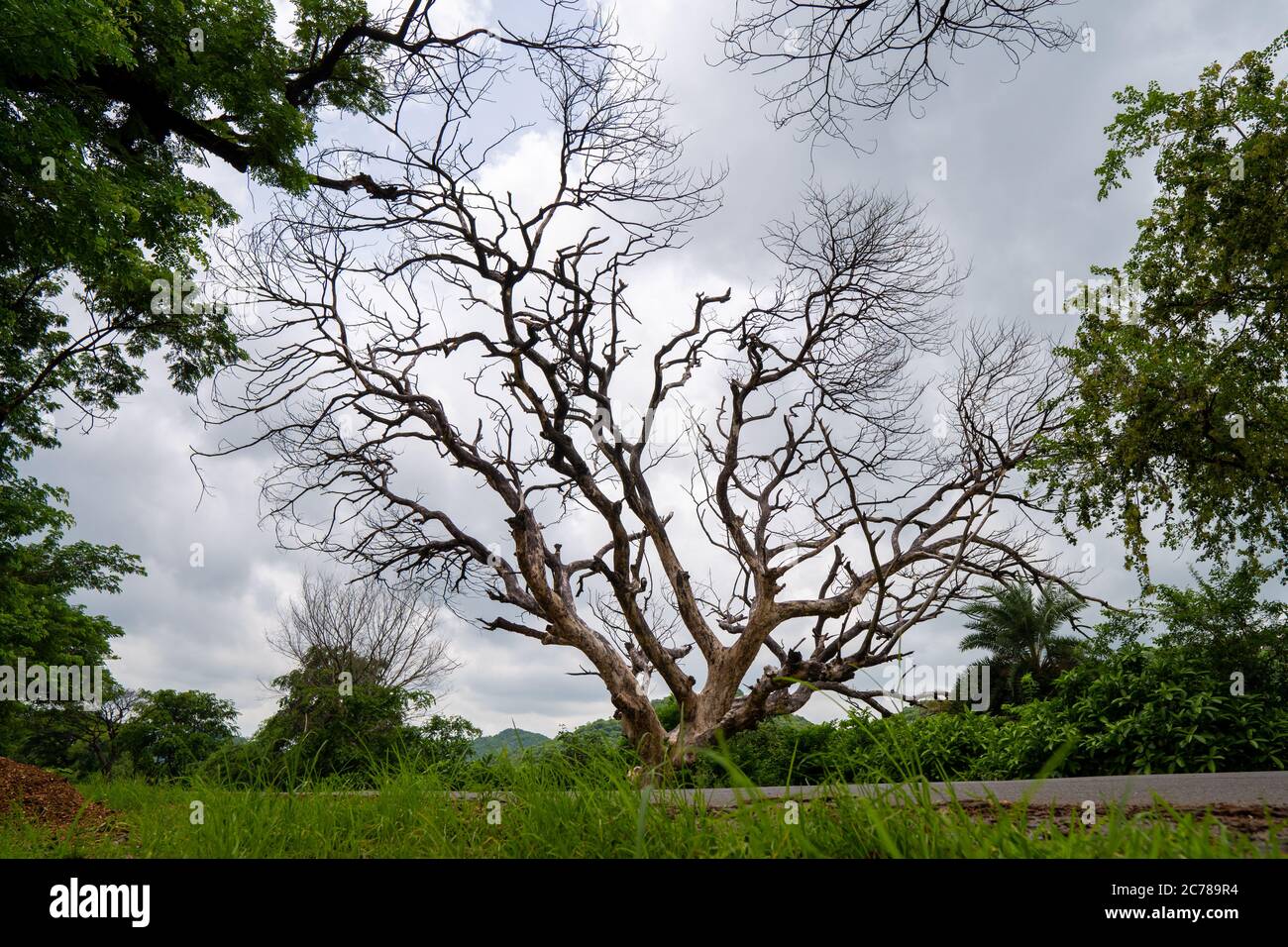 Dead tree in between green and luscious trees with beautiful sky with ...