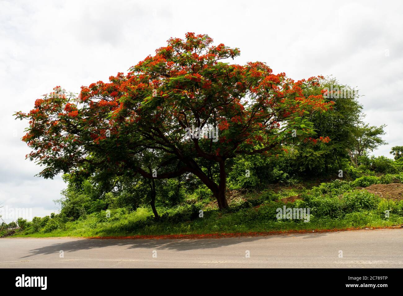 India delonix regia hi-res stock photography and images - Alamy
