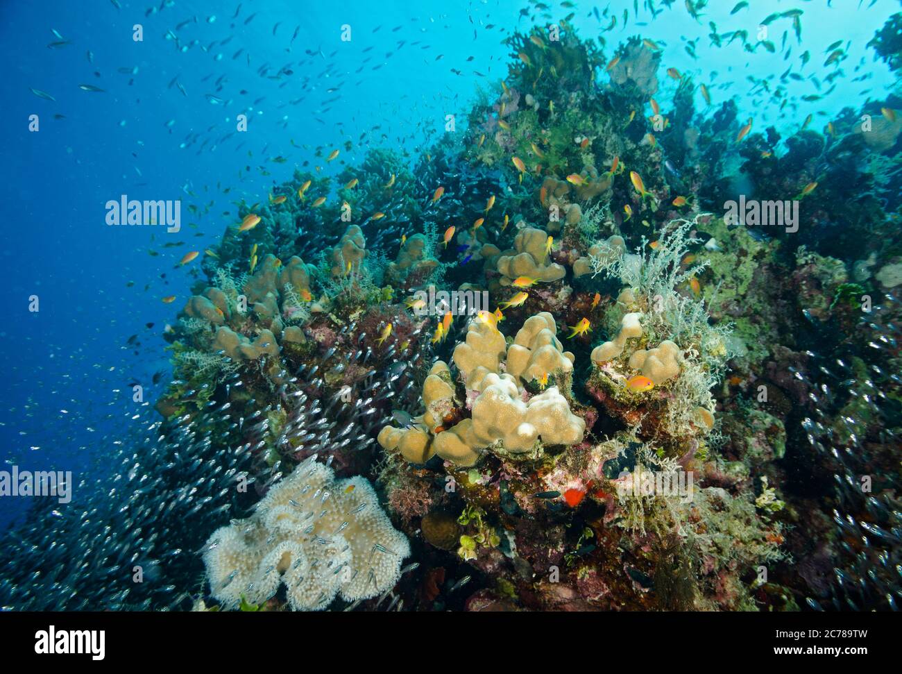 Coral Reef, Hamata, Red Sea, Egypt Stock Photo - Alamy