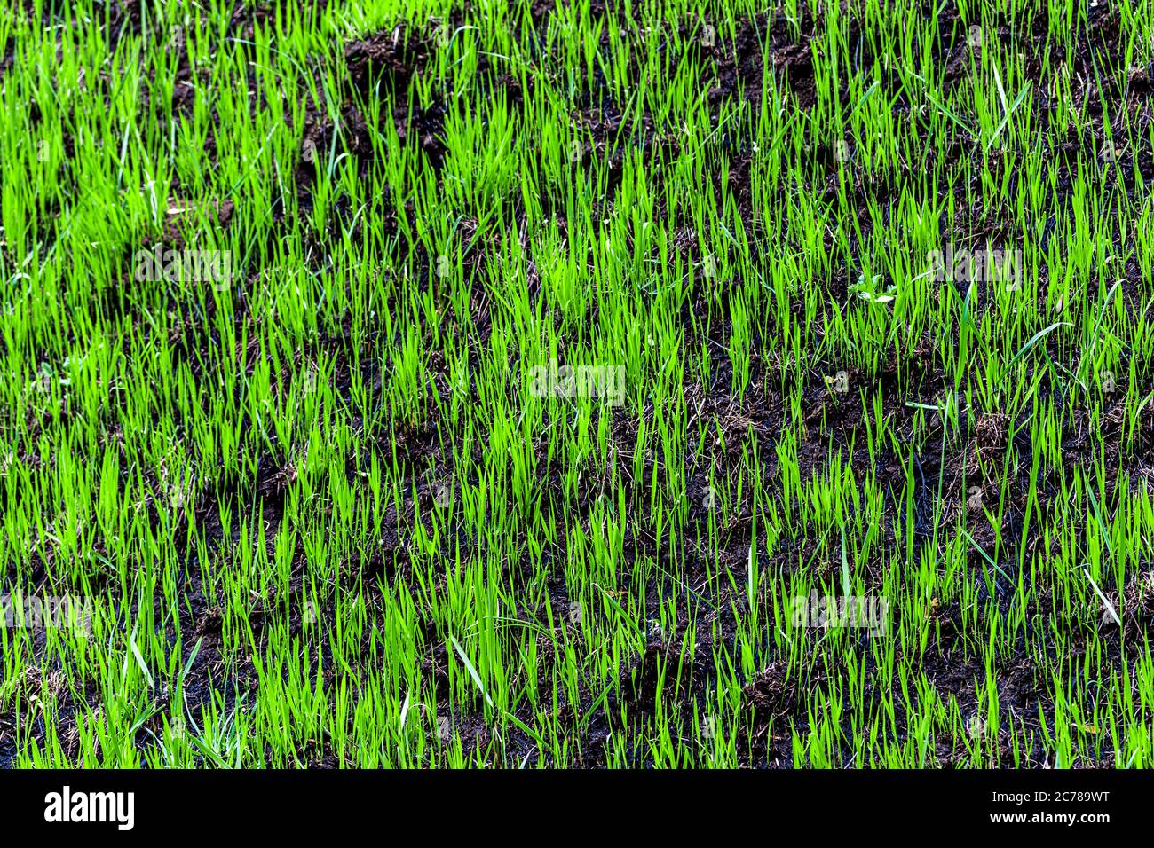 Spring wheat regeneration young green hi-res stock photography and ...