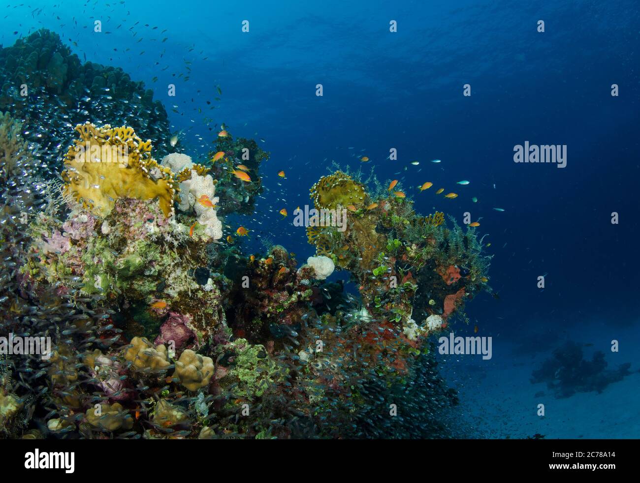 Coral Reef, Hamata, Red Sea, Egypt Stock Photo - Alamy
