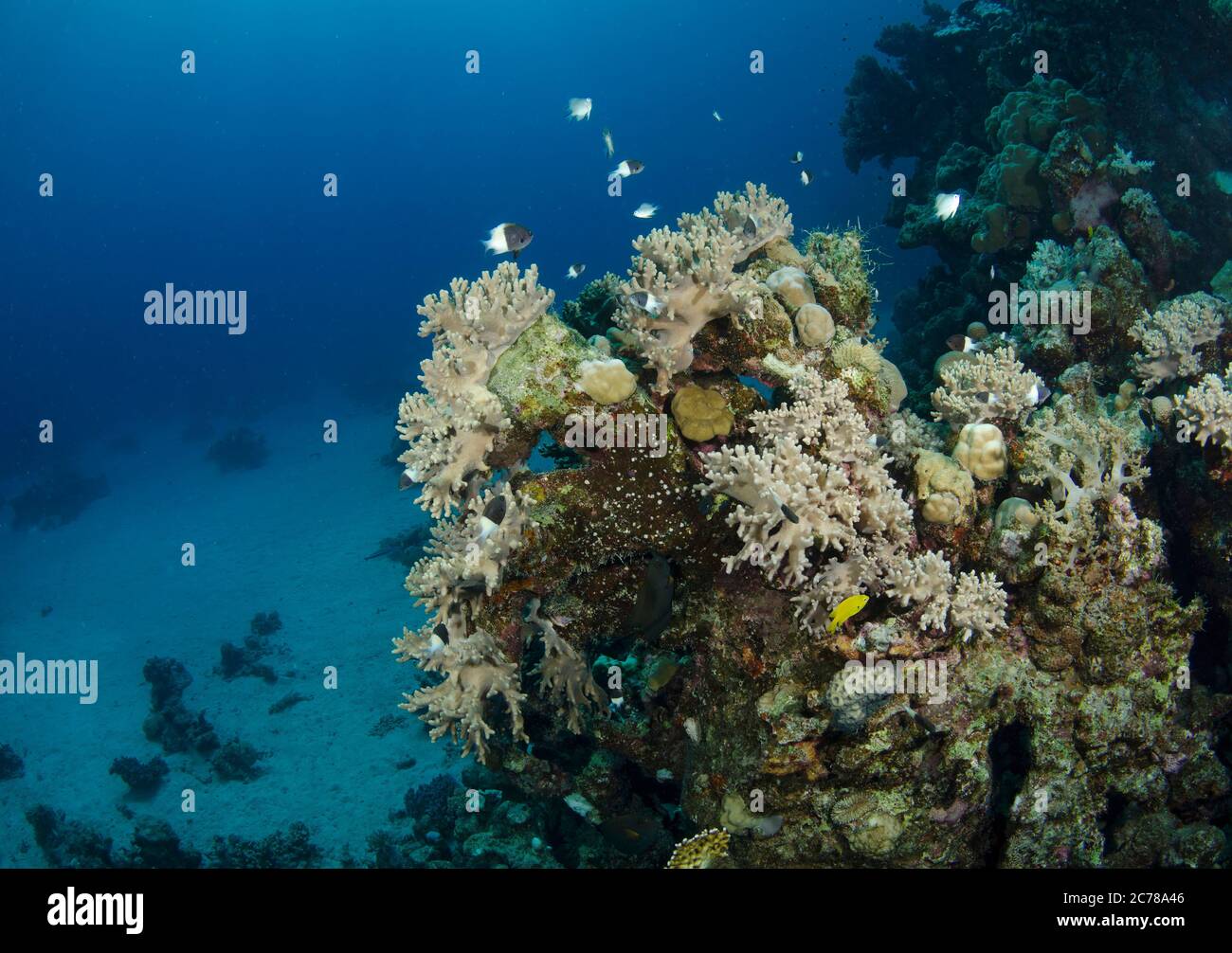Coral Reef, Hamata, Red Sea, Egypt Stock Photo - Alamy