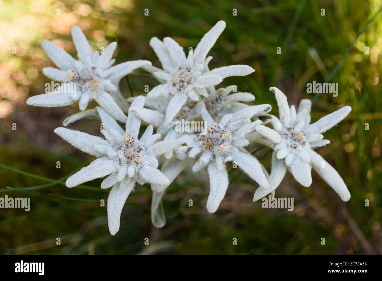 Edelweiss flowers (Leontopodium alpinum) symbol of alps Stock Photo - Alamy