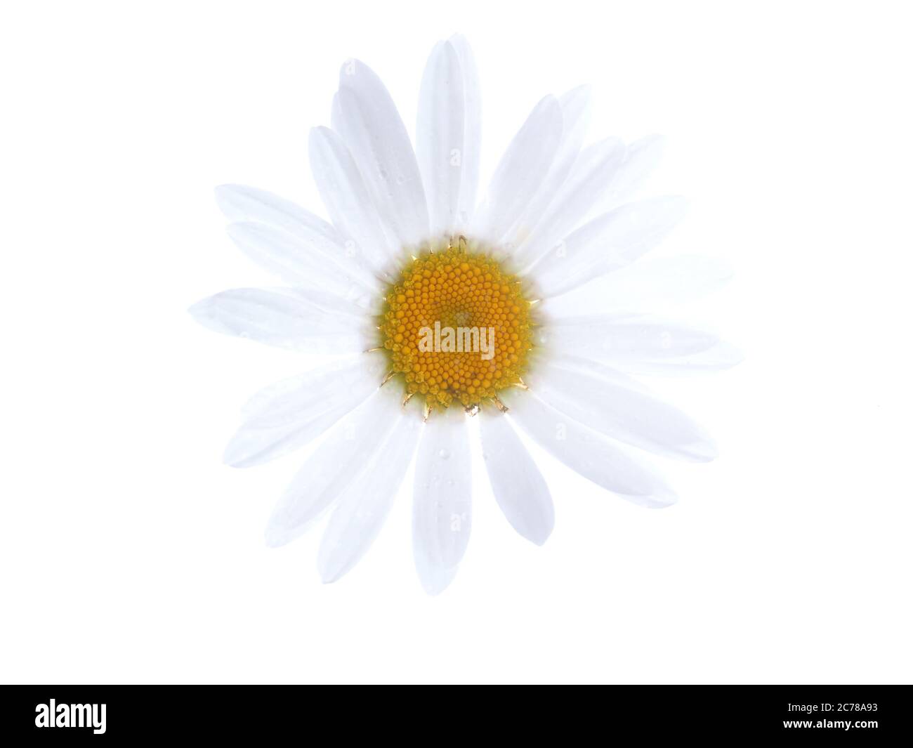 daisy flower on a white background Stock Photo - Alamy