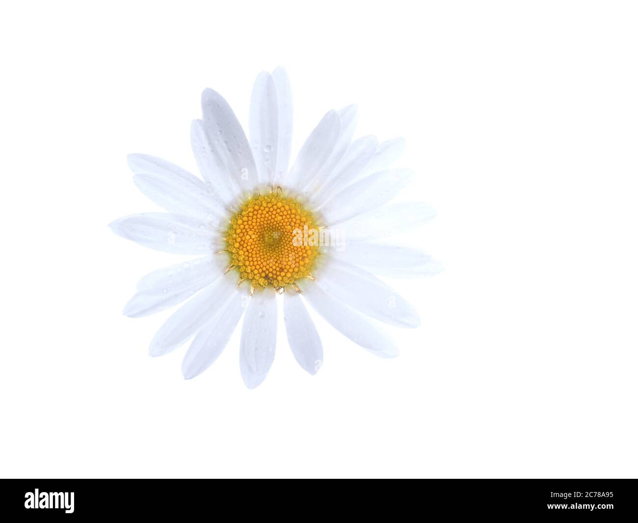daisy flower on a white background Stock Photo - Alamy