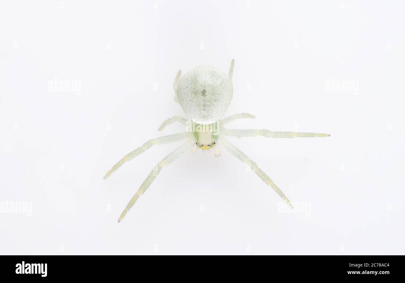 Himalayan jumping spider hi-res stock photography and images - Alamy