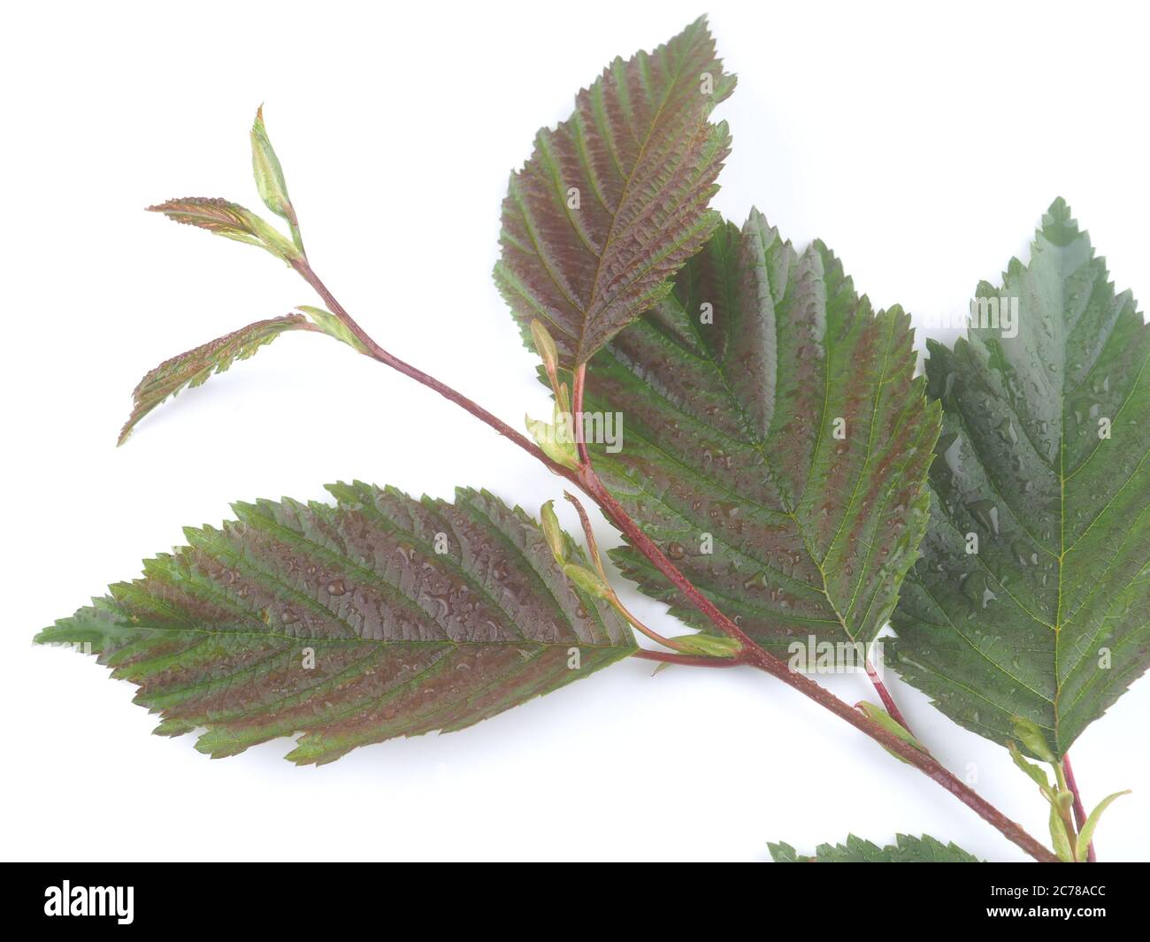 alder leaves on a white background Stock Photo - Alamy