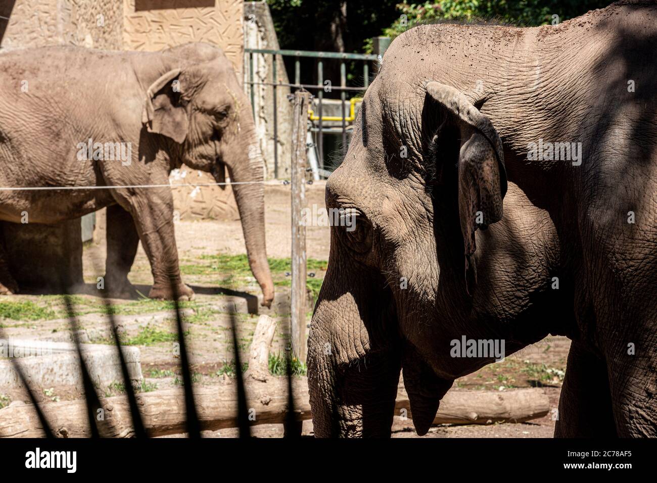 Elephants at Rome zoo Stock Photo - Alamy