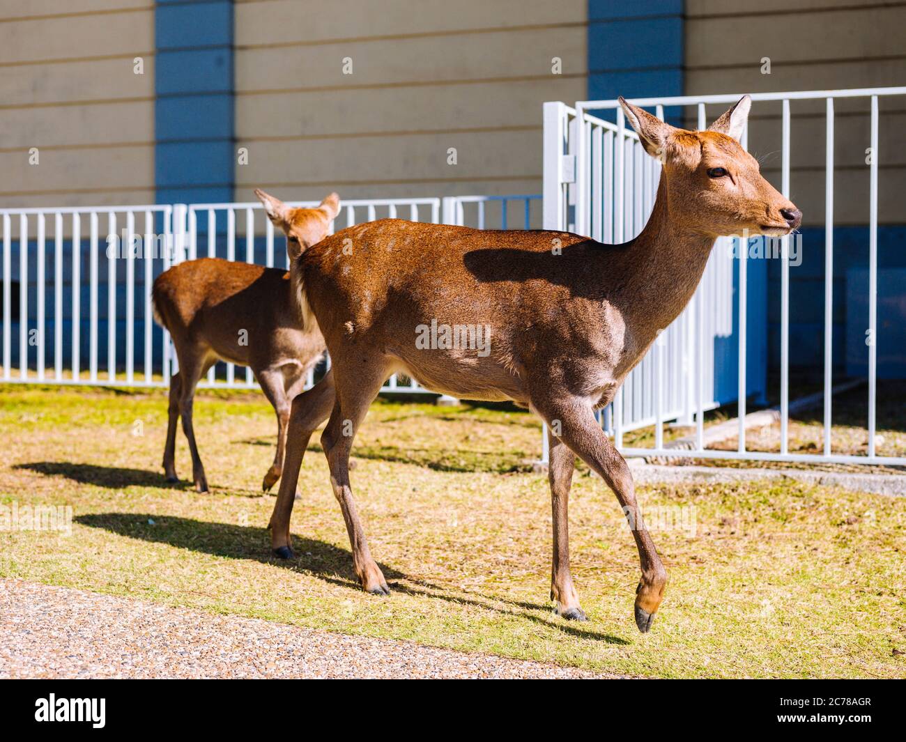 Tame deer in Nara/Japan Stock Photo - Alamy