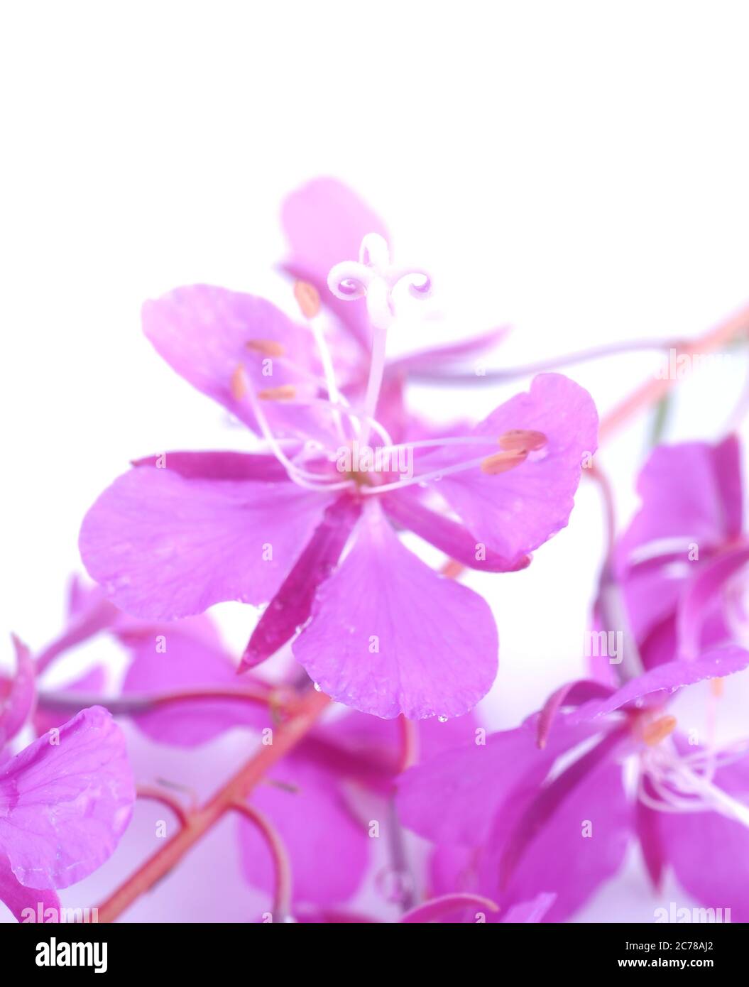 fireweed flowers on a white background Stock Photo - Alamy