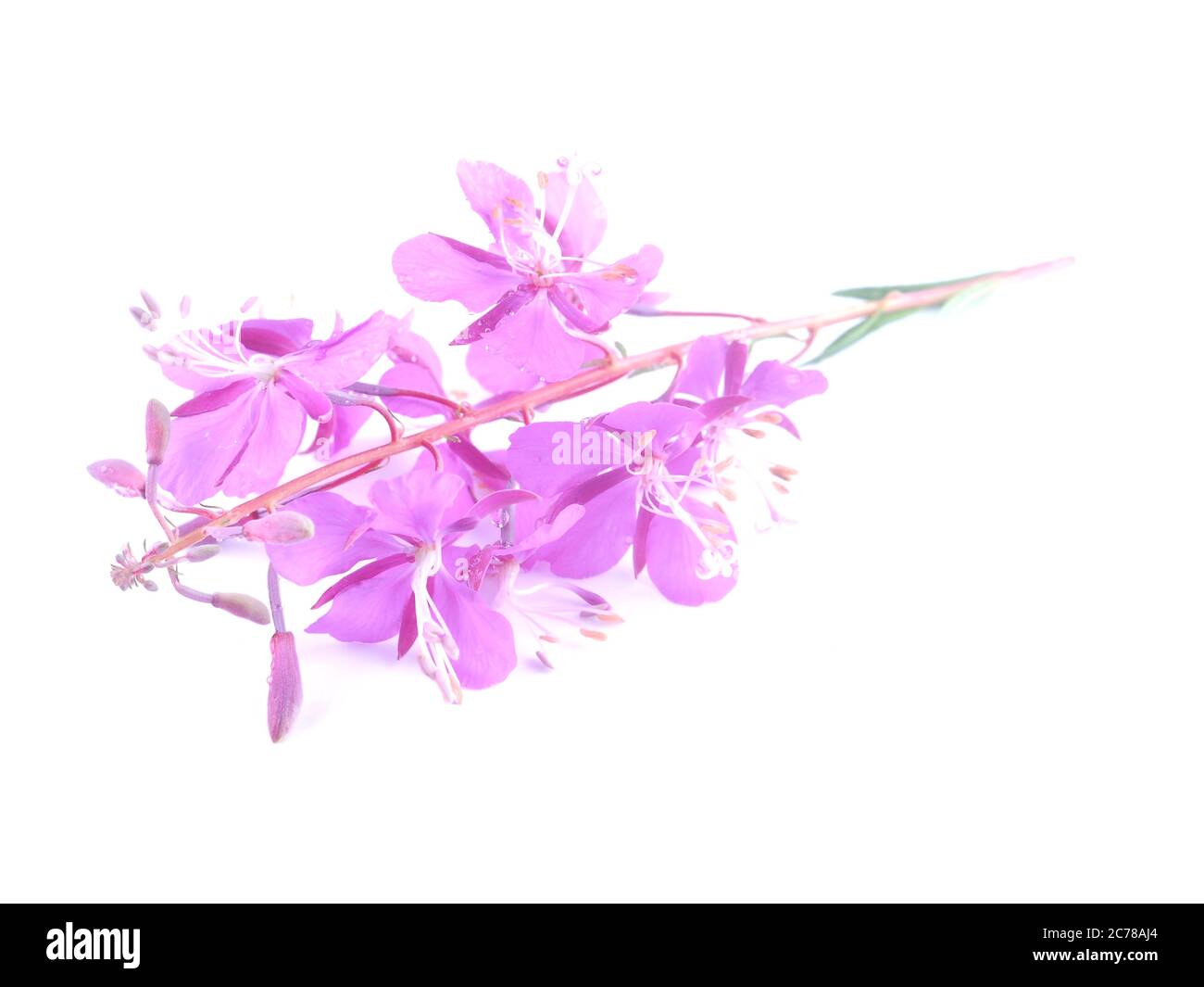 fireweed flowers on a white background Stock Photo - Alamy
