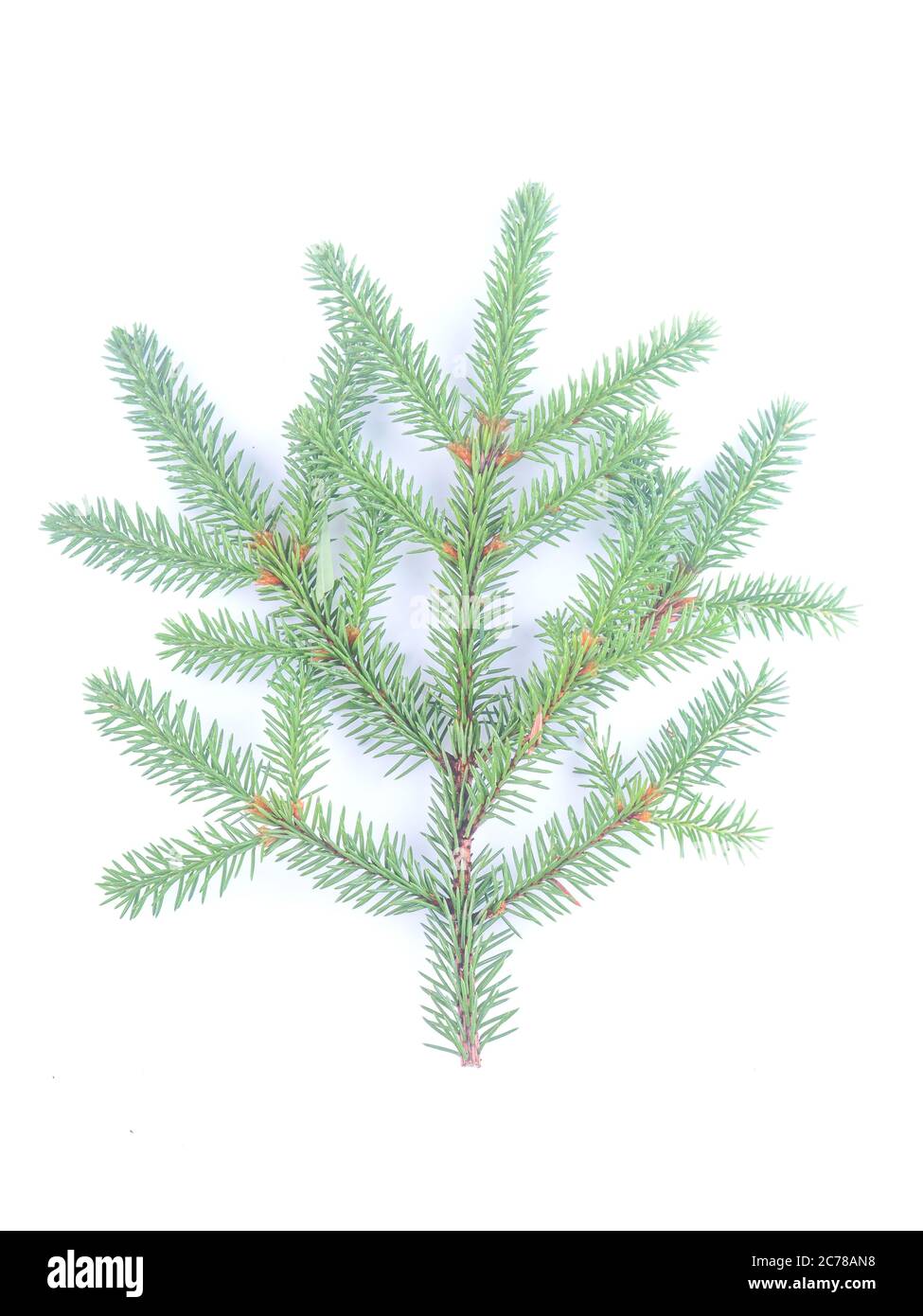Lush spruce Cut Out Stock Images & Pictures - Alamy