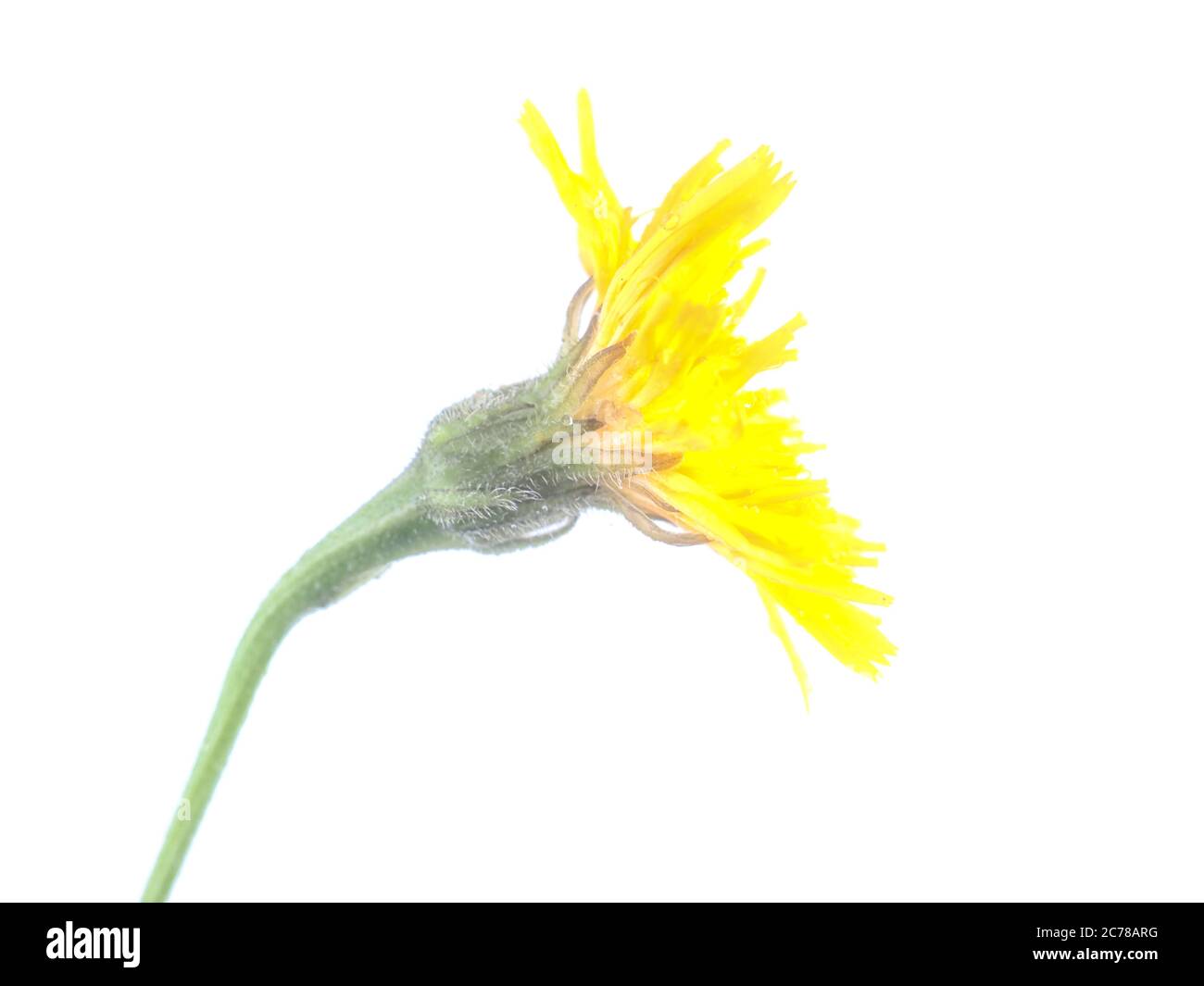 yellow crepis flowers on a white background Stock Photo - Alamy