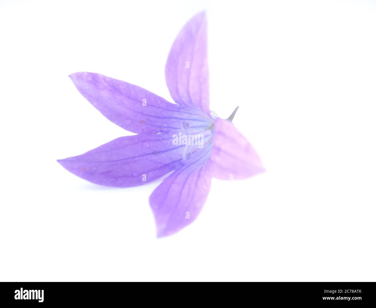 bluebell flower on white background Stock Photo - Alamy