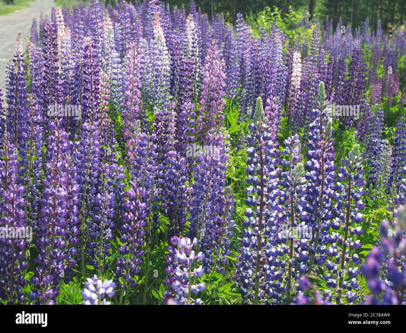 Lupine flowers in the forest. summer Stock Photo - Alamy