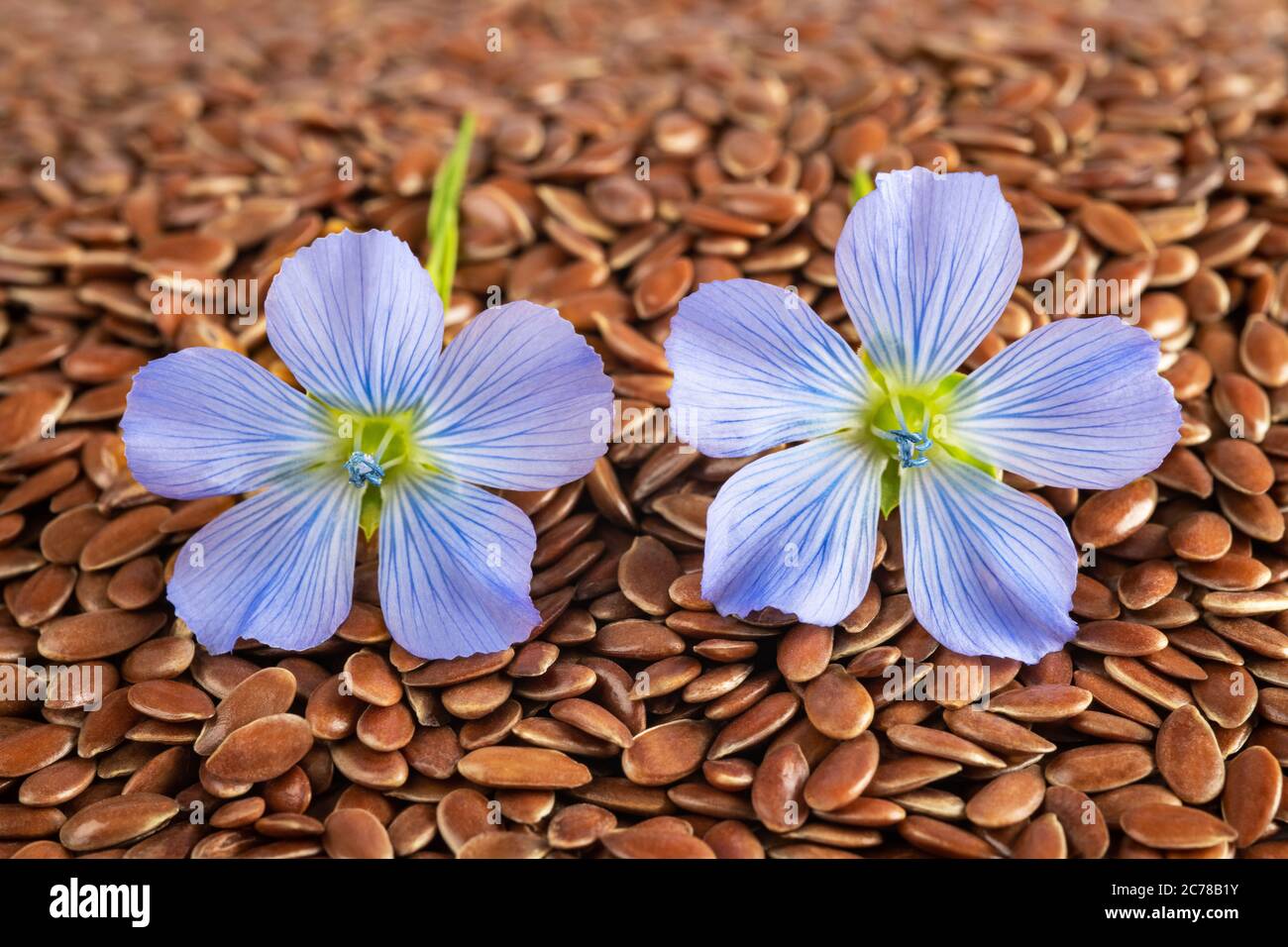 Flaxseed flower hi-res stock photography and images - Alamy