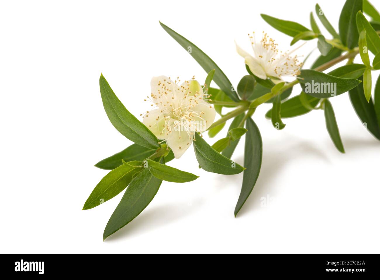 Common myrtle myrtus communis hi-res stock photography and images - Alamy