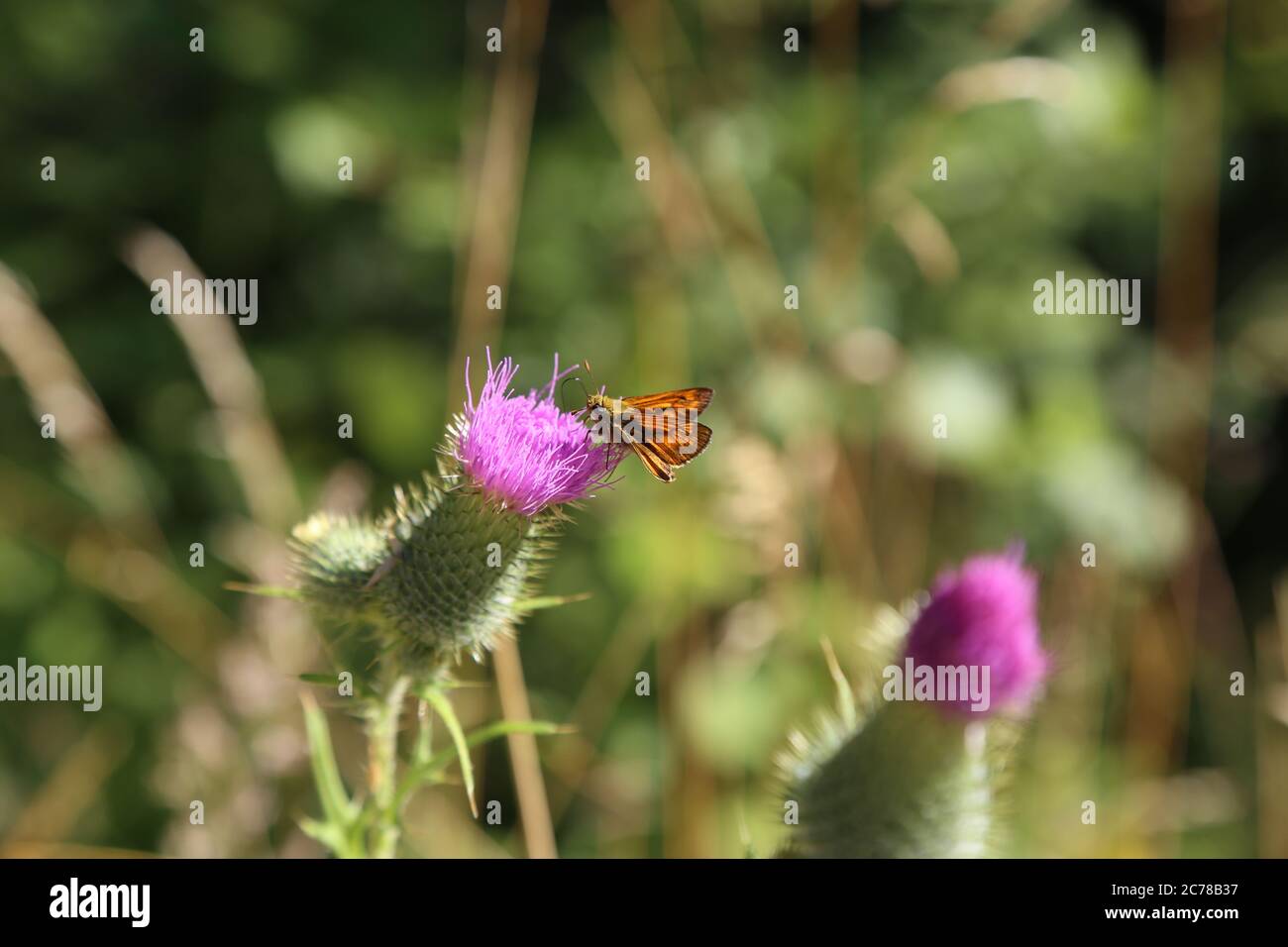 A close up view of a Large Skipper Butterfly Stock Photo - Alamy