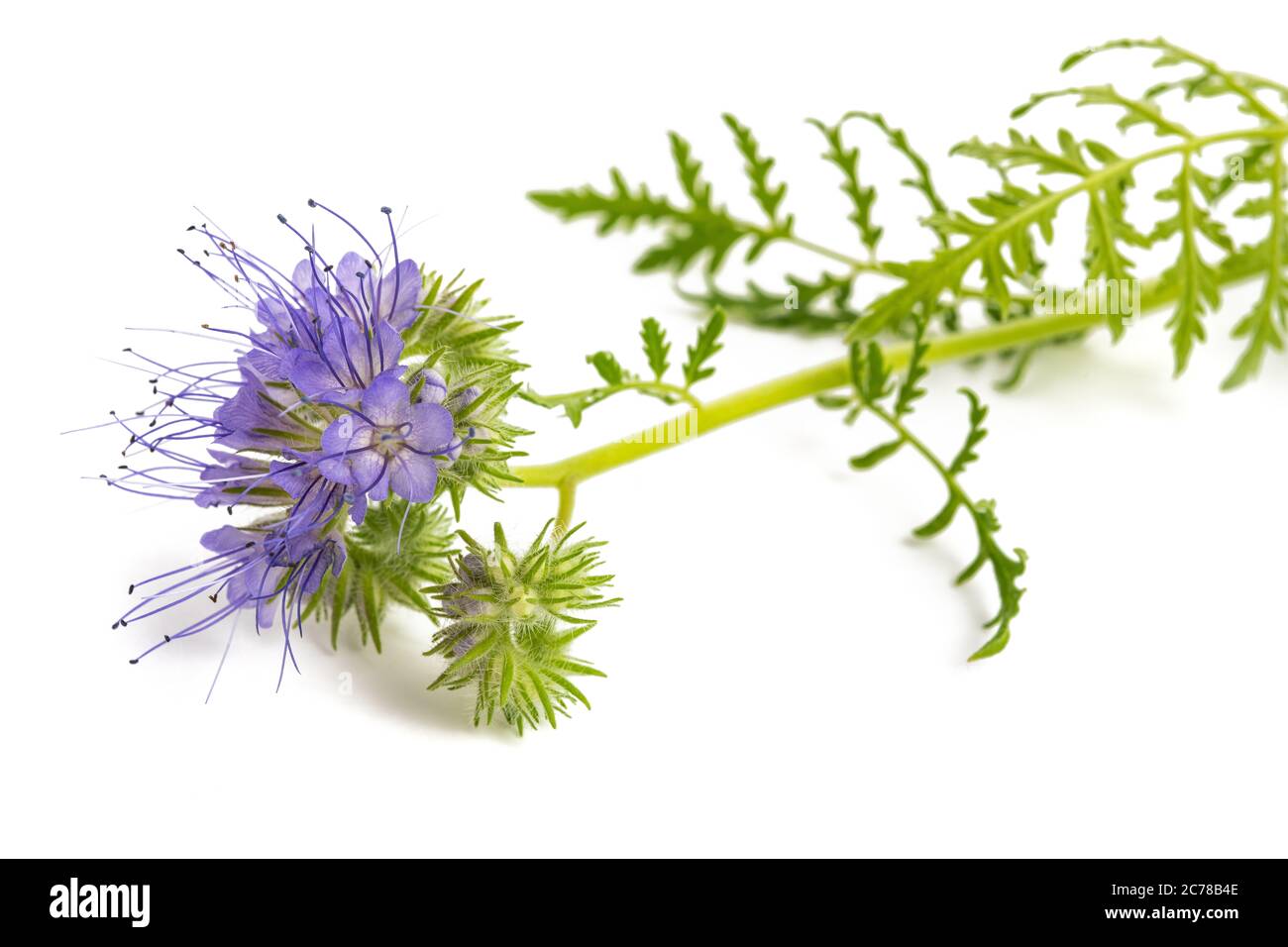 Phacelia tanacetifolia and butterfly hi-res stock photography and ...