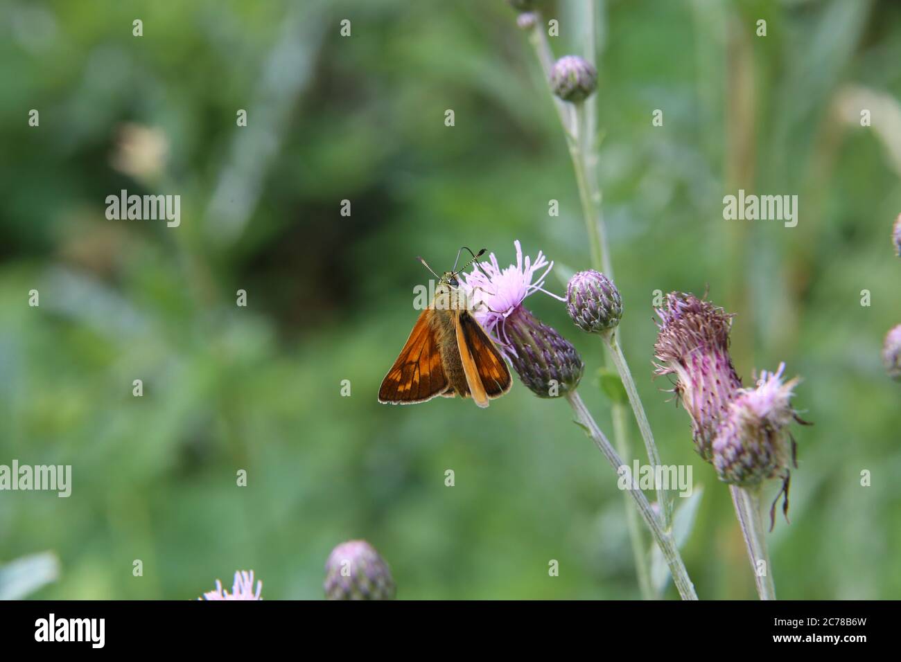 Himalayan butterfly hi-res stock photography and images - Alamy