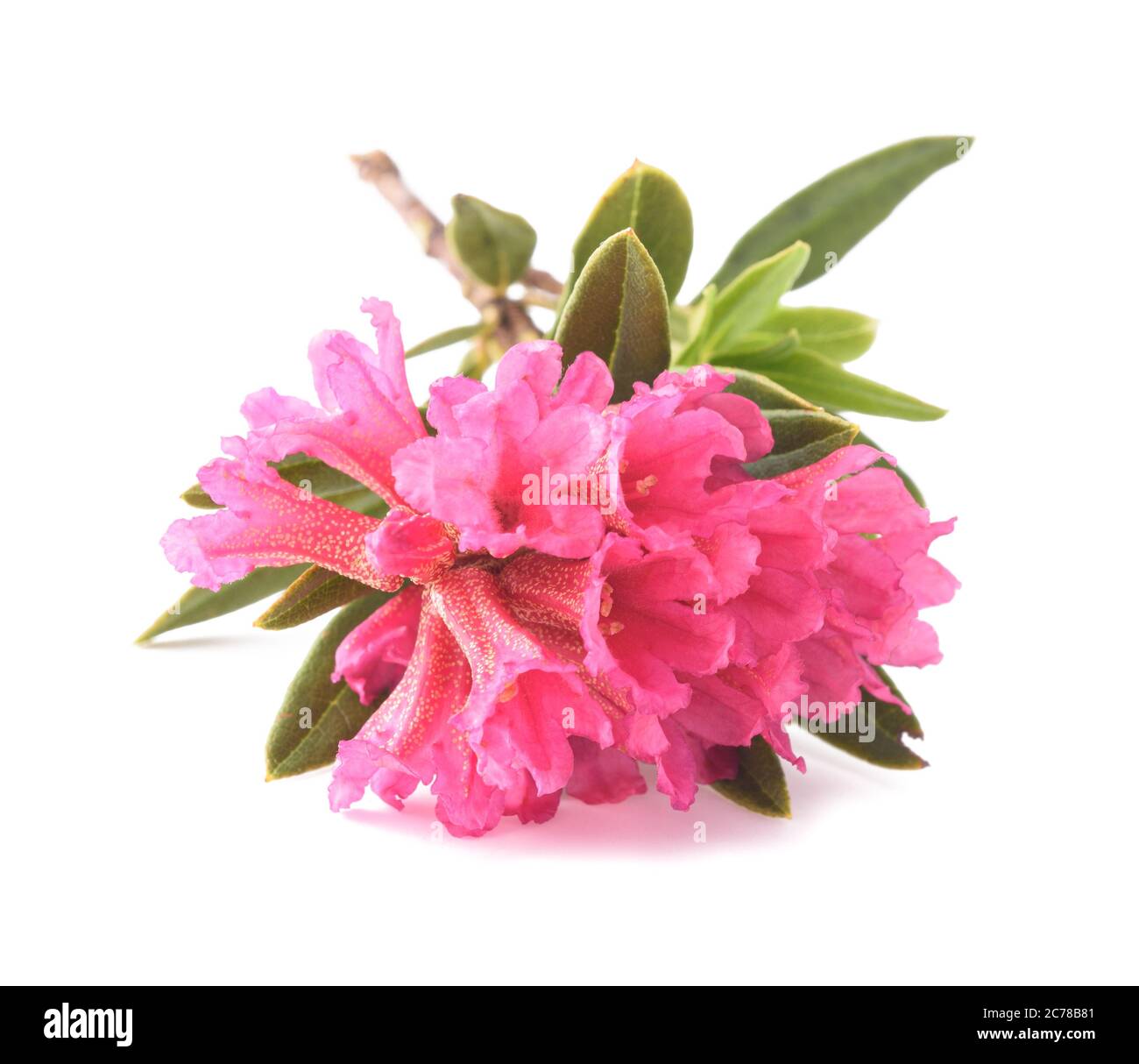 Alpenrose snow rose rhododendron hi-res stock photography and images ...