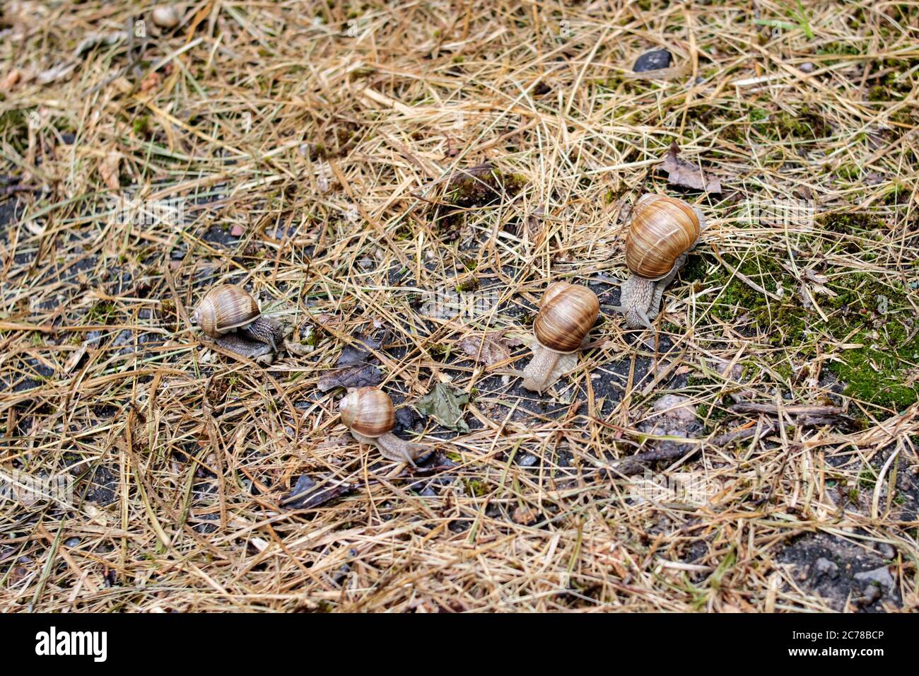 A lot of garden snails hi-res stock photography and images - Alamy