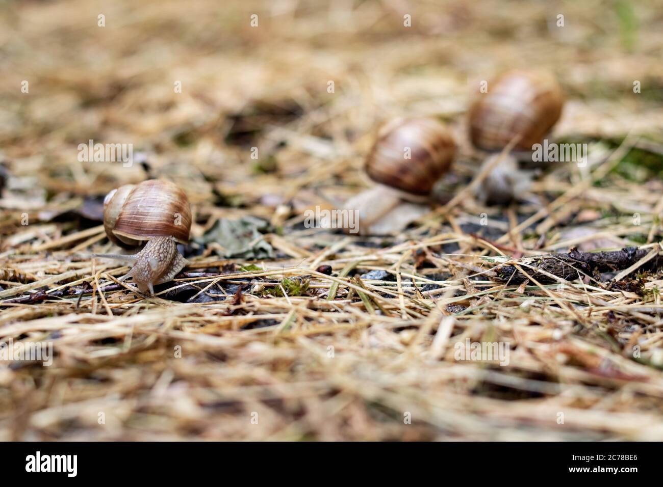 A lot of garden snails hi-res stock photography and images - Alamy