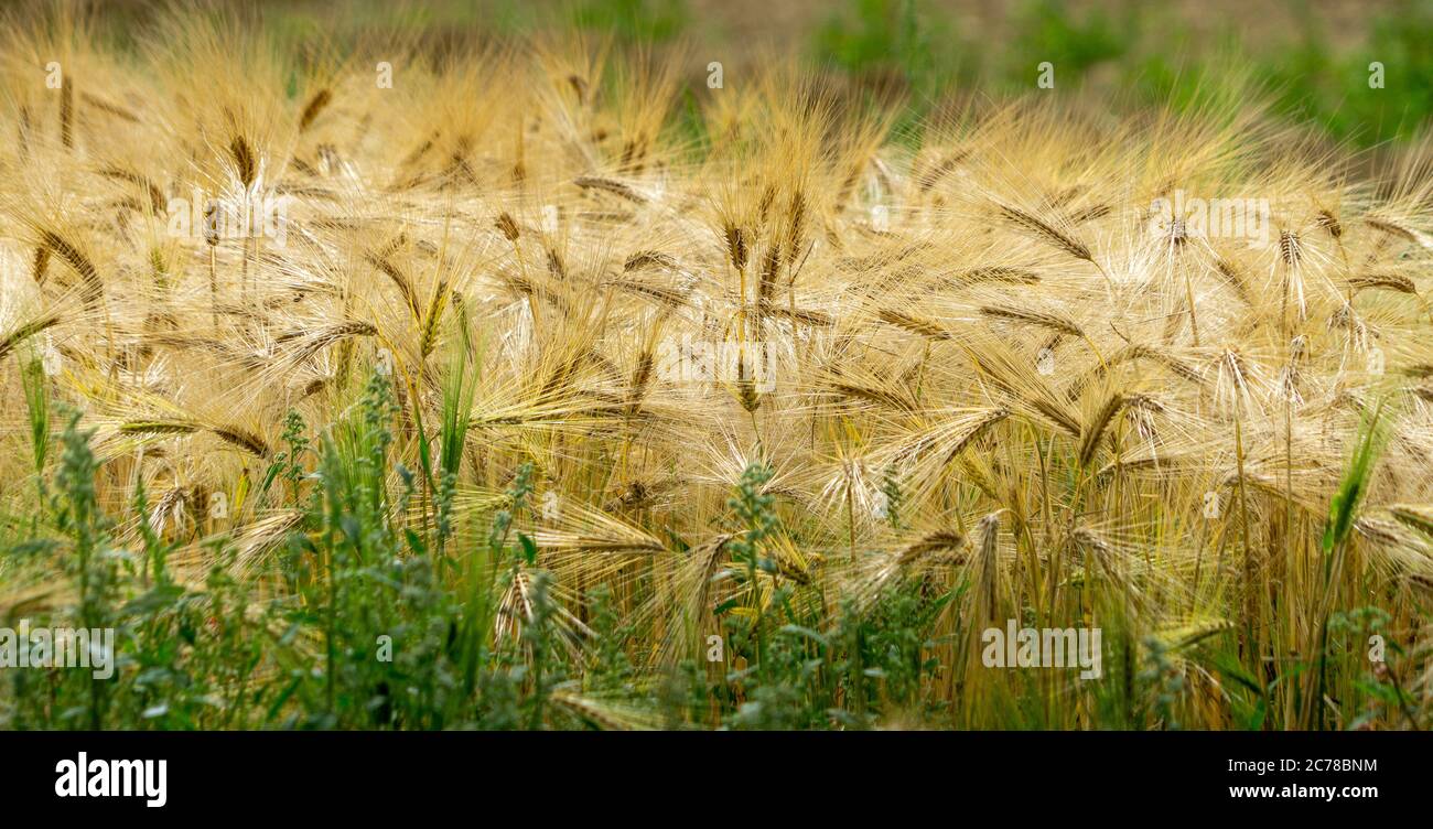 Bearded wheat grass hi-res stock photography and images - Alamy