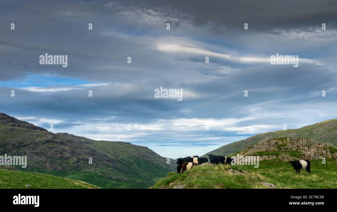 Belted cattle graze on the slopes of grassland near Hardknott Pass in ...