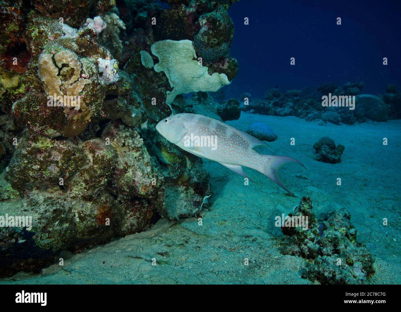 Yellow-edged lyretail grouper fish, Variola louti, underwater in the ...