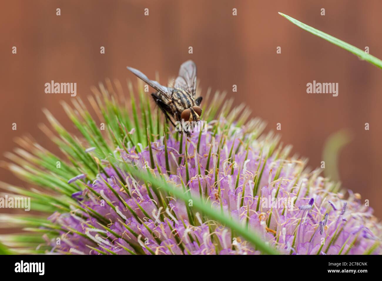 Teasel in bloom hi-res stock photography and images - Alamy